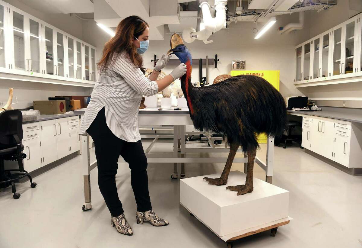 Meet the Uruguayan conservator who takes care of all those Peabody exhibits
