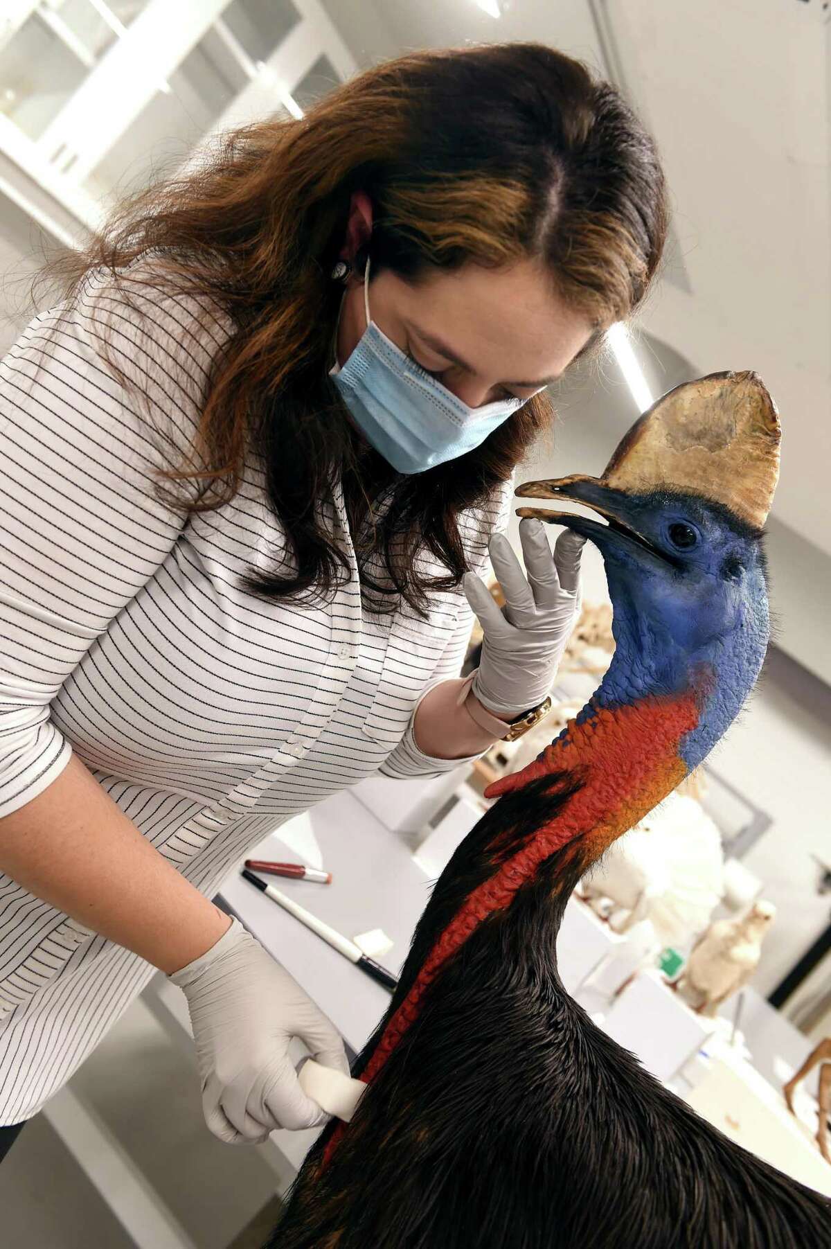 Meet the Uruguayan conservator who takes care of all those Peabody exhibits