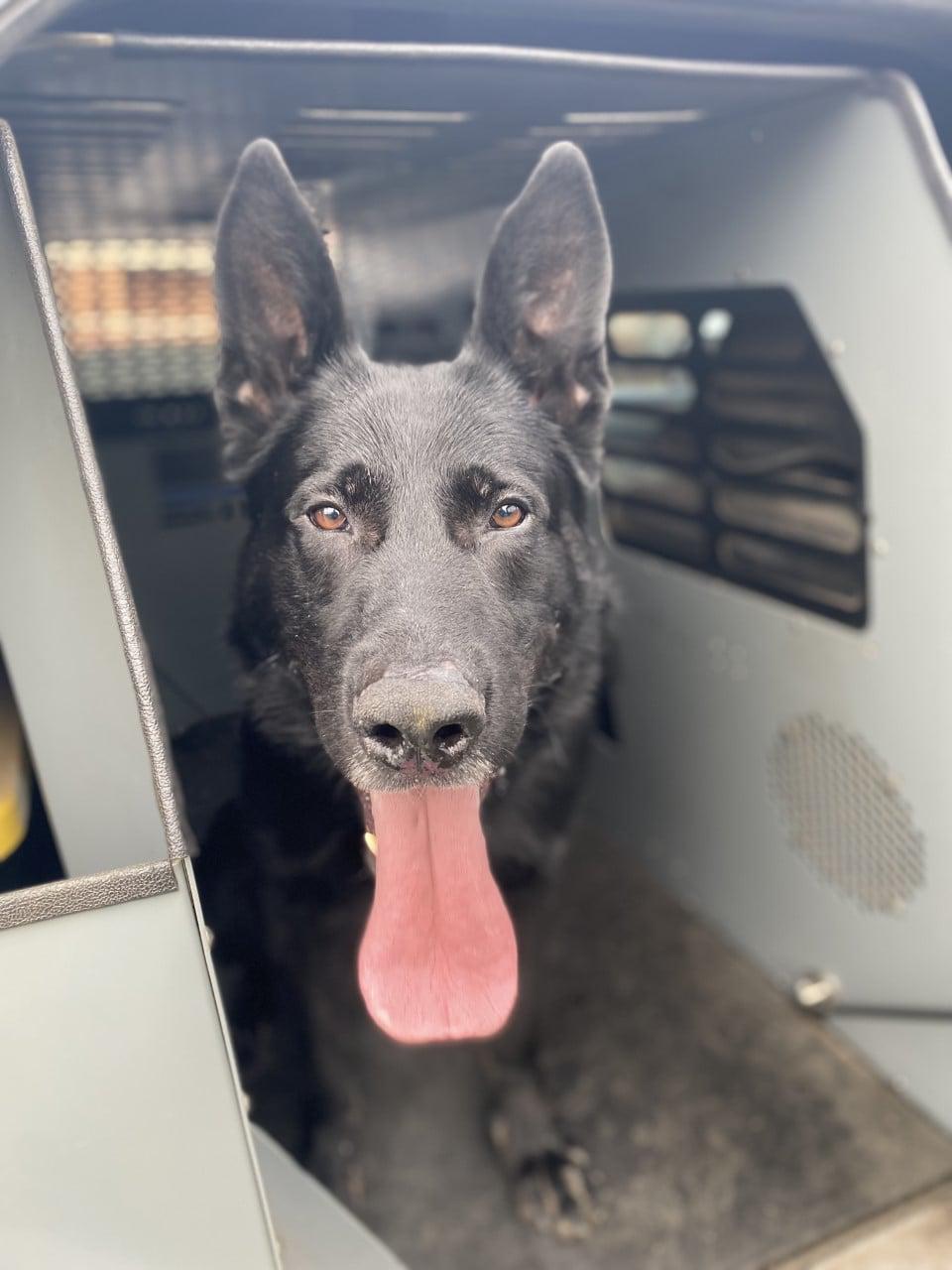 Brookfield police dog finds missing juvenile in neighboring town