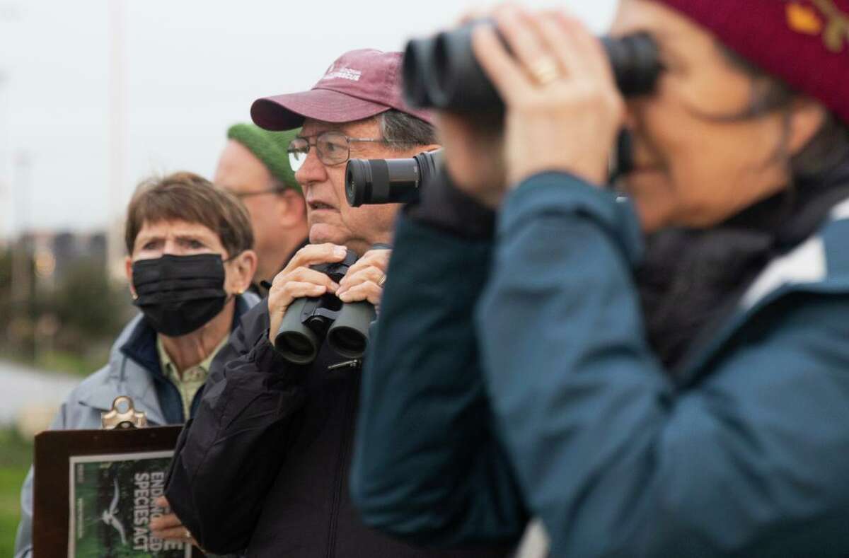 How do you count the birds of San Francisco in a single day? Very carefully