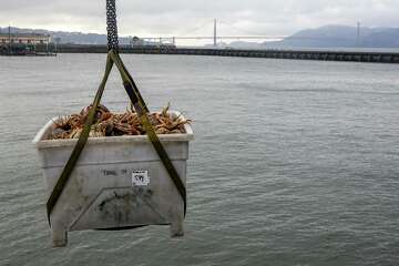 Dungeness crab fishing season to close early, in April