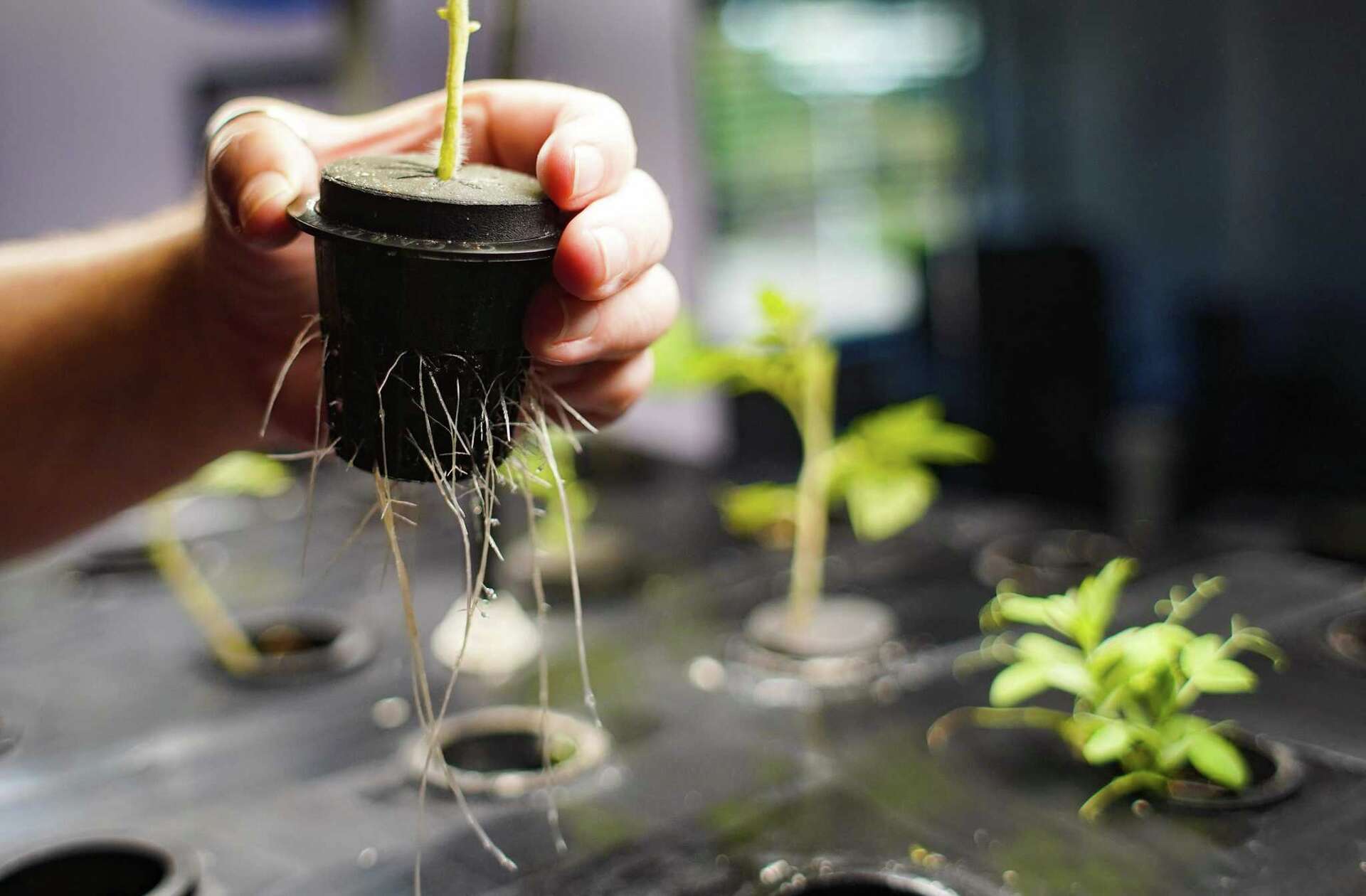 Houston company adapts NASA food-growing technology to use as 'life ...