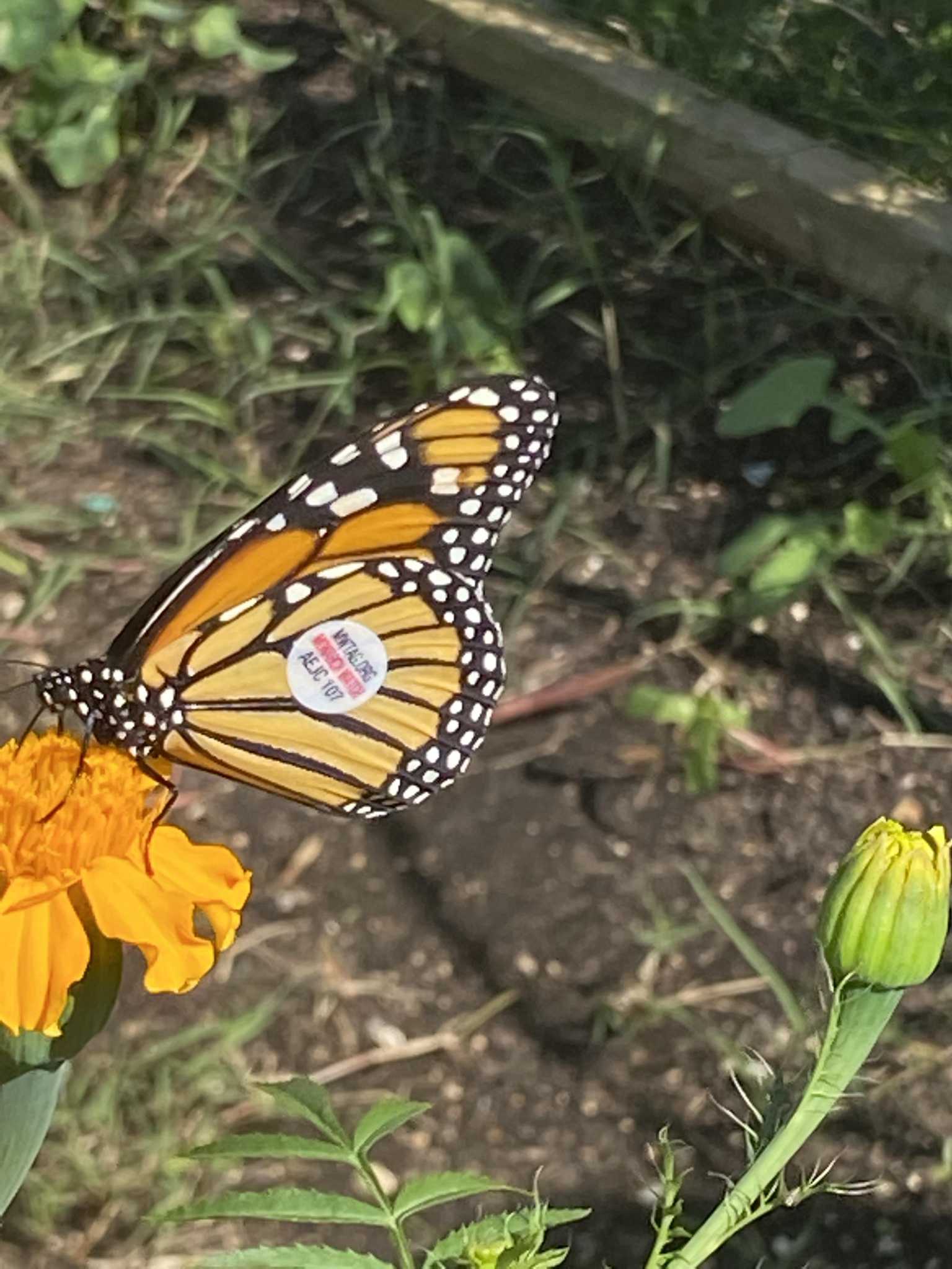 Clack: Hope perseveres, like a lost butterfly in winter
