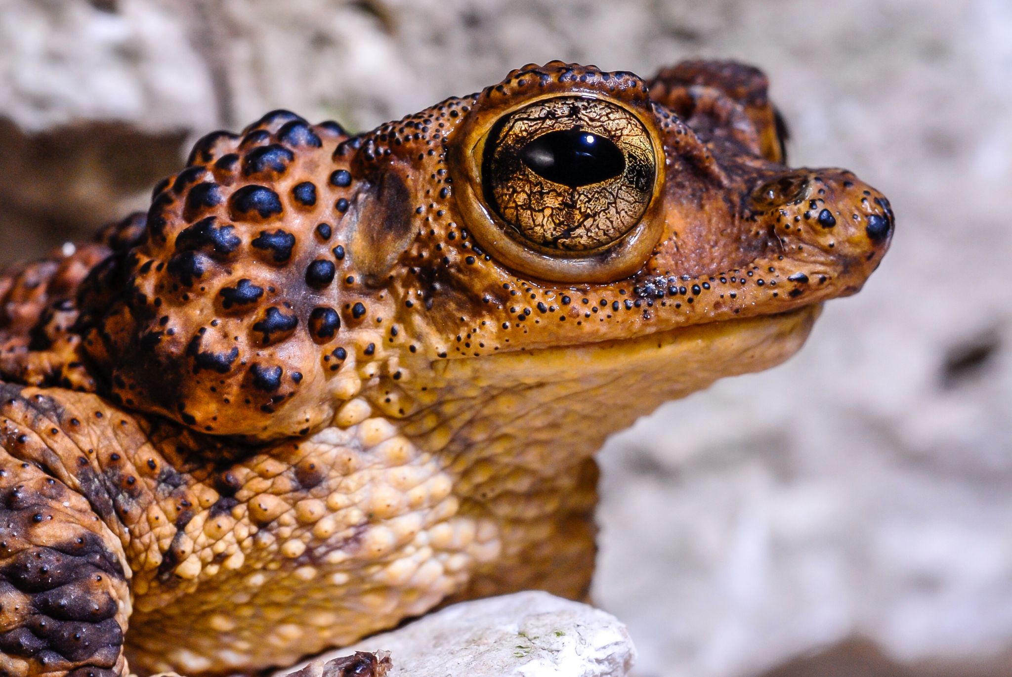 San Antonio Zoo helps conserve endangered Puerto Rican toad population