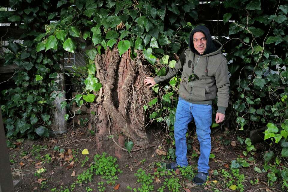 An unusually tall avocado tree in San Francisco is bearing free fruit ...