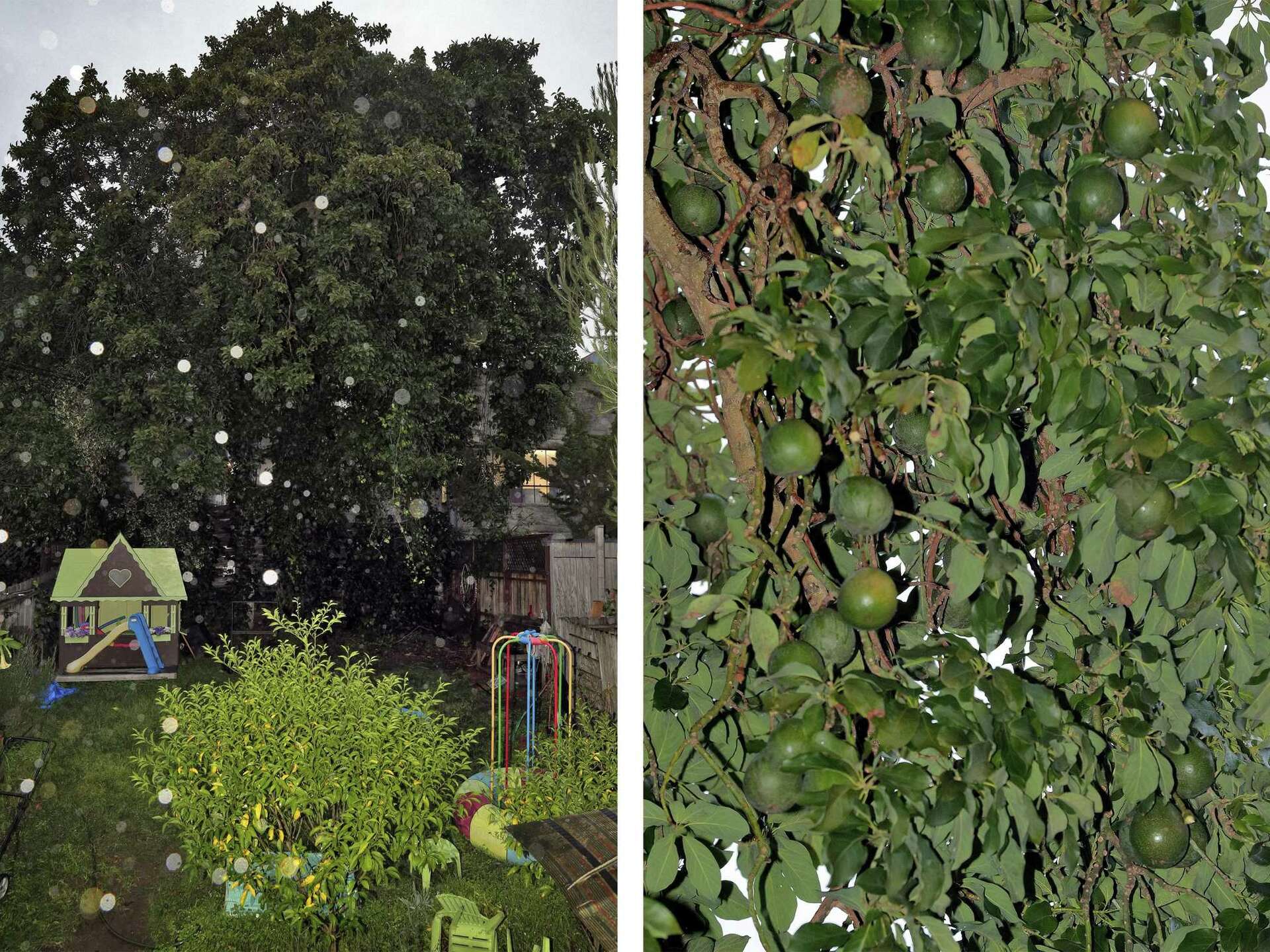 An unusually tall avocado tree in San Francisco is bearing free fruit ...