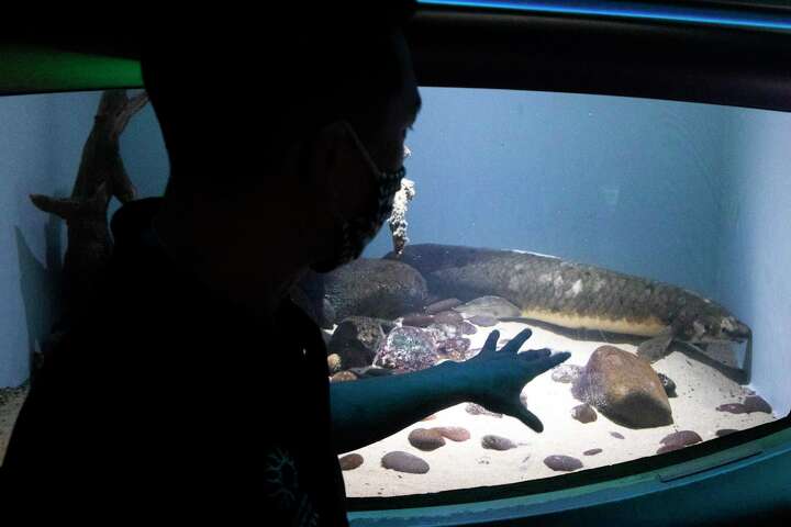 The oldest aquarium fish in the world lives in San Francisco. She likes ...
