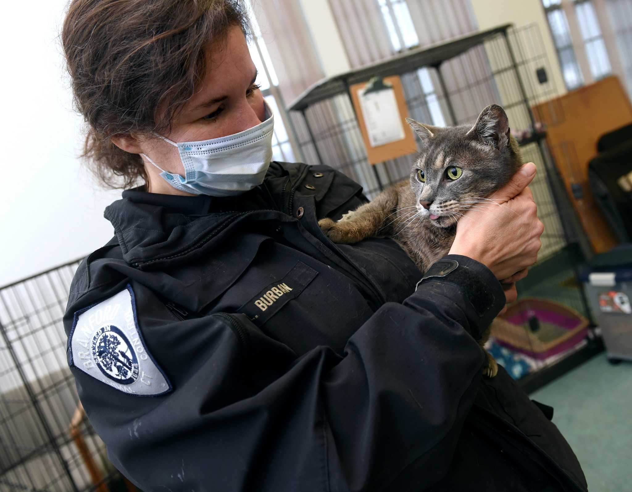 Animal abandonment rises amid holiday season, CT shelter operators say