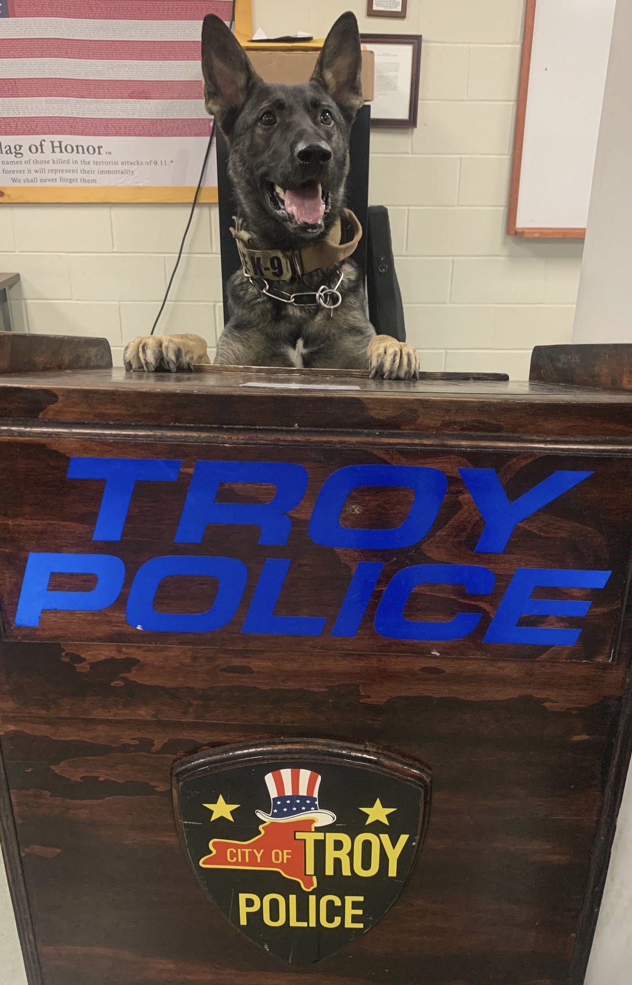 Dog tracks down accused bank robber in 22 minutes