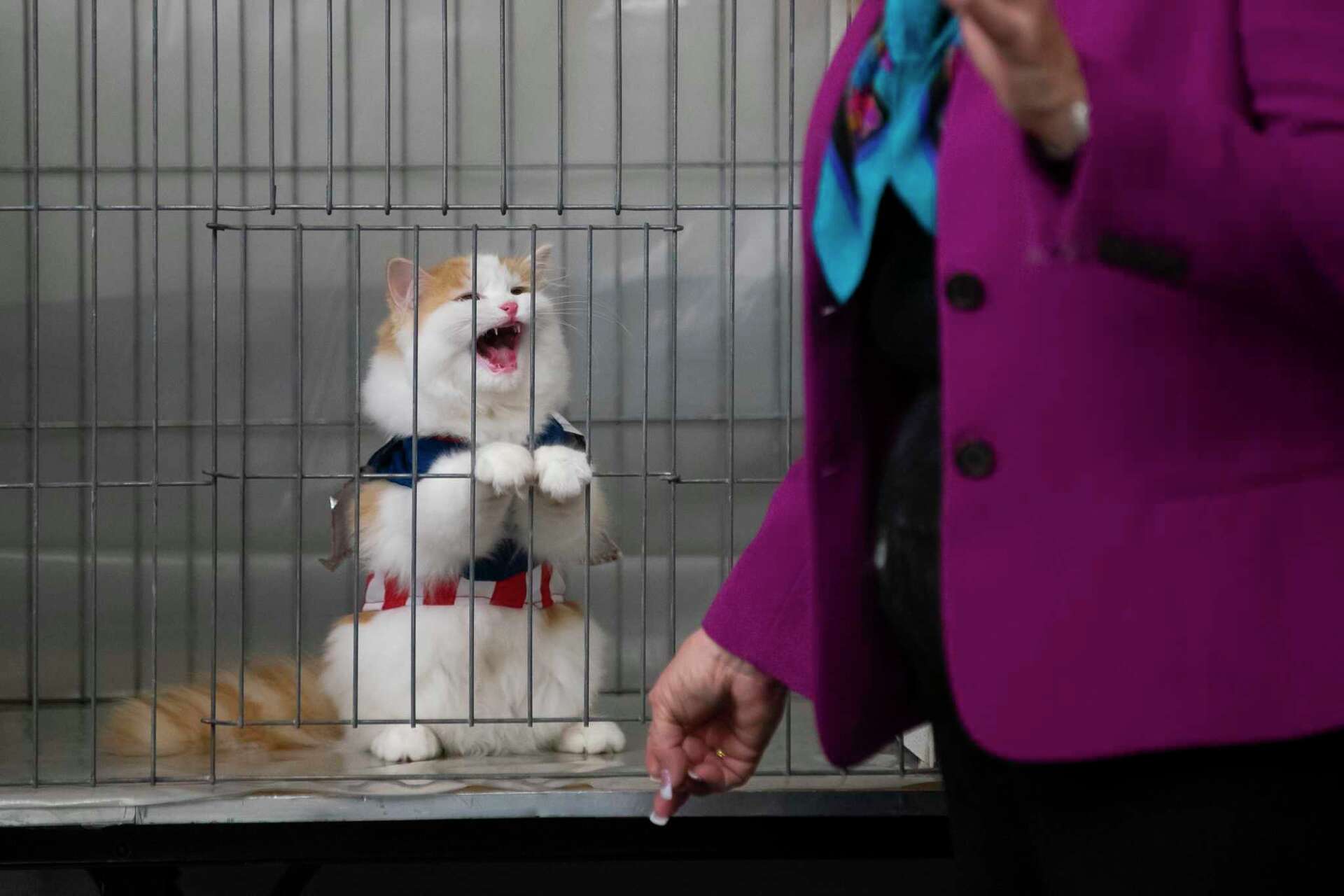 225 felines square off at hair-raising Houston Cat Club fundraiser