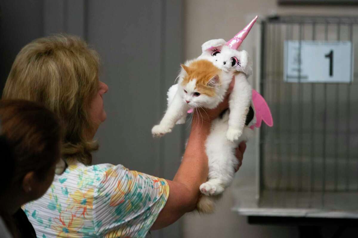 225 felines square off at hair-raising Houston Cat Club fundraiser