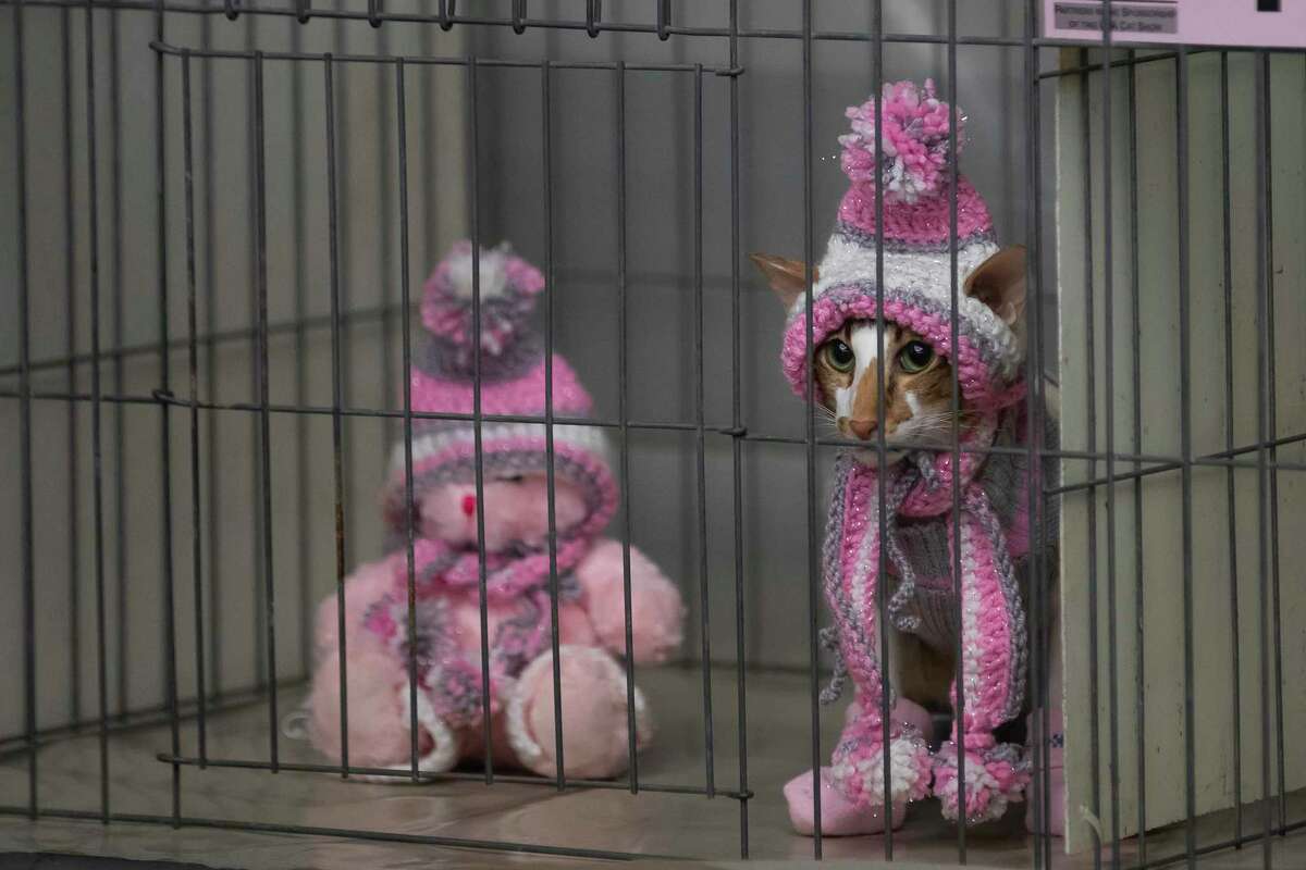 225 felines square off at hair-raising Houston Cat Club fundraiser