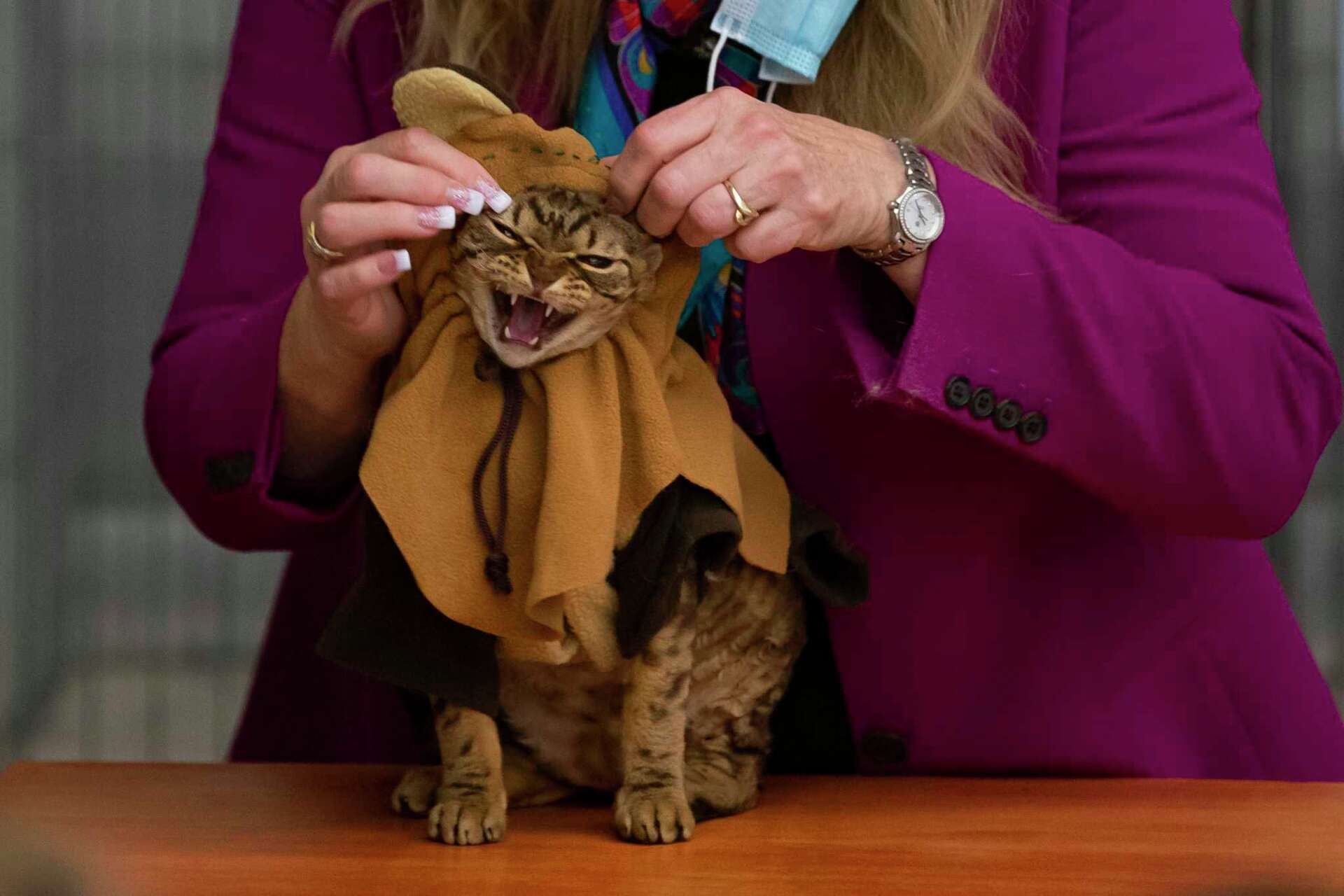 225 felines square off at hair-raising Houston Cat Club fundraiser
