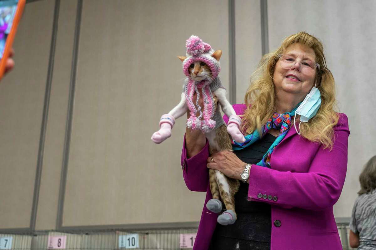 225 felines square off at hair-raising Houston Cat Club fundraiser