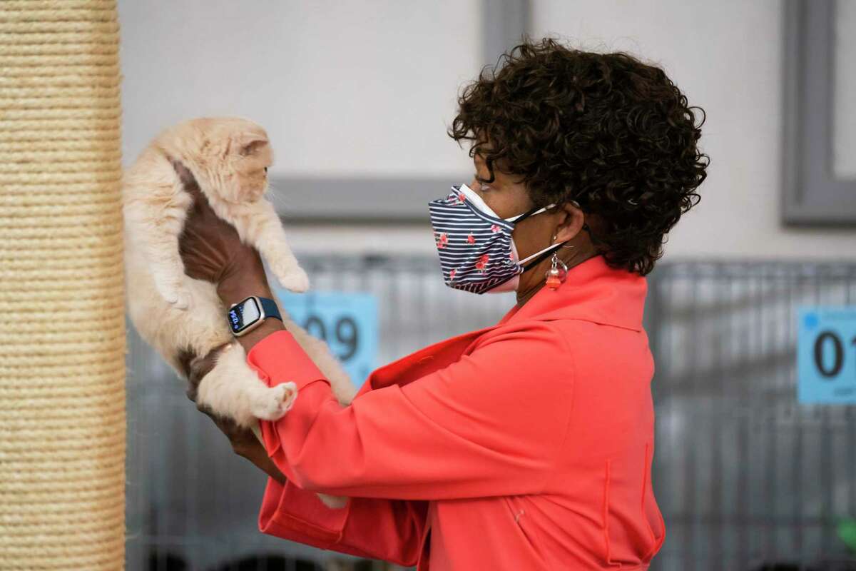 225 felines square off at hair-raising Houston Cat Club fundraiser