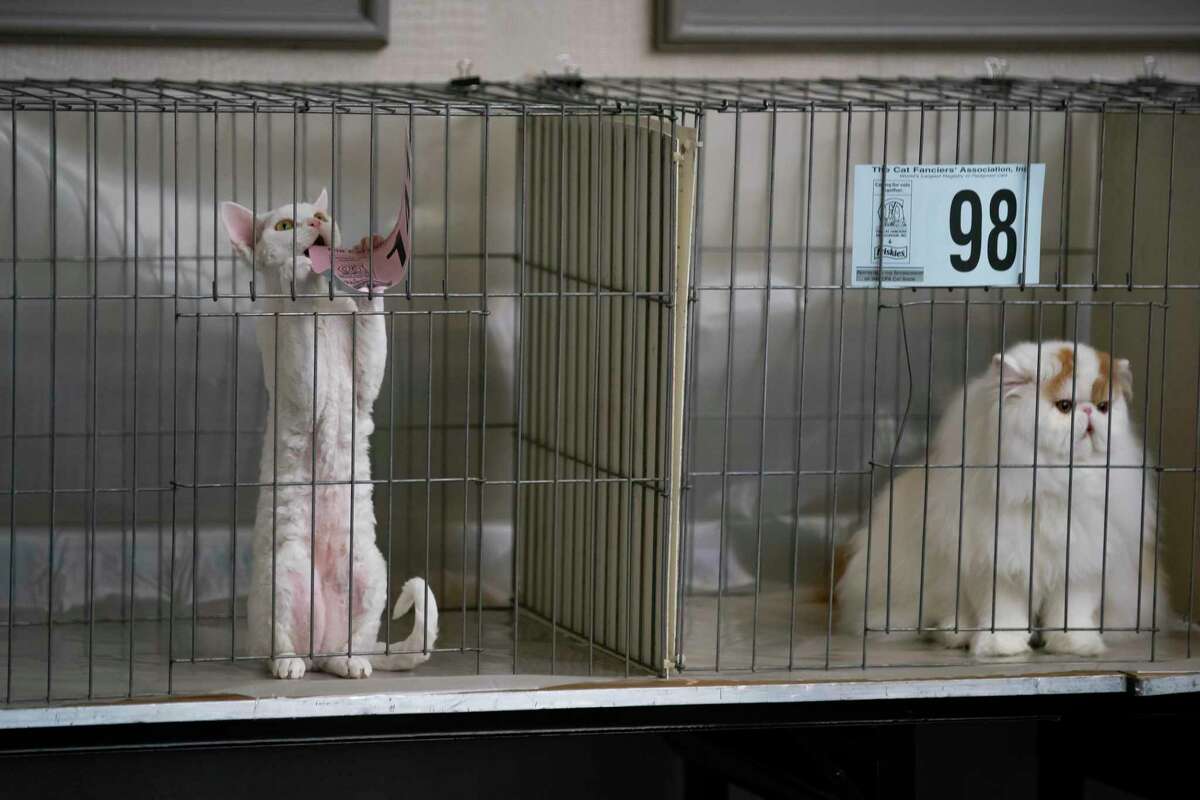 225 felines square off at hair-raising Houston Cat Club fundraiser