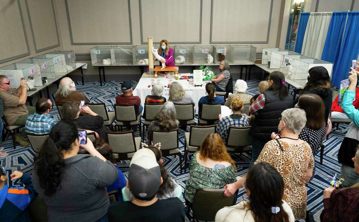 225 felines square off at hair-raising Houston Cat Club fundraiser