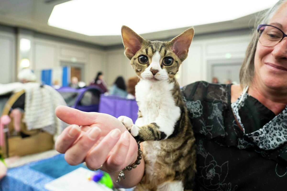 225 felines square off at hair-raising Houston Cat Club fundraiser