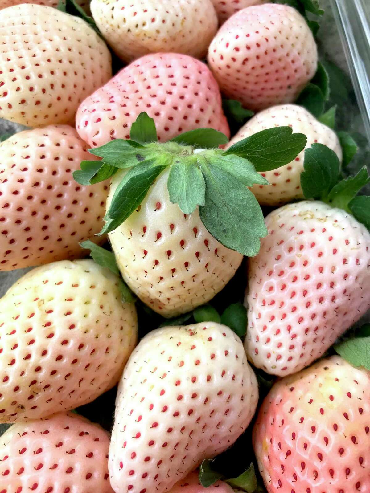 Pineberries a new strawberry hybrid available in Texas exclusively at H ...