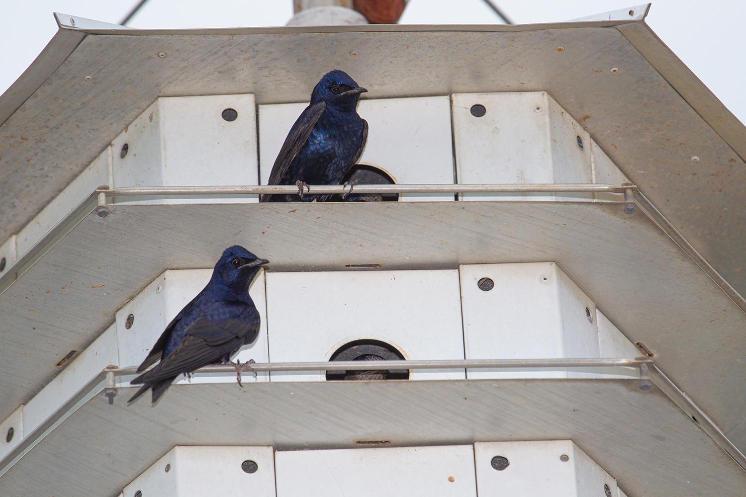 Purple Martin Nest