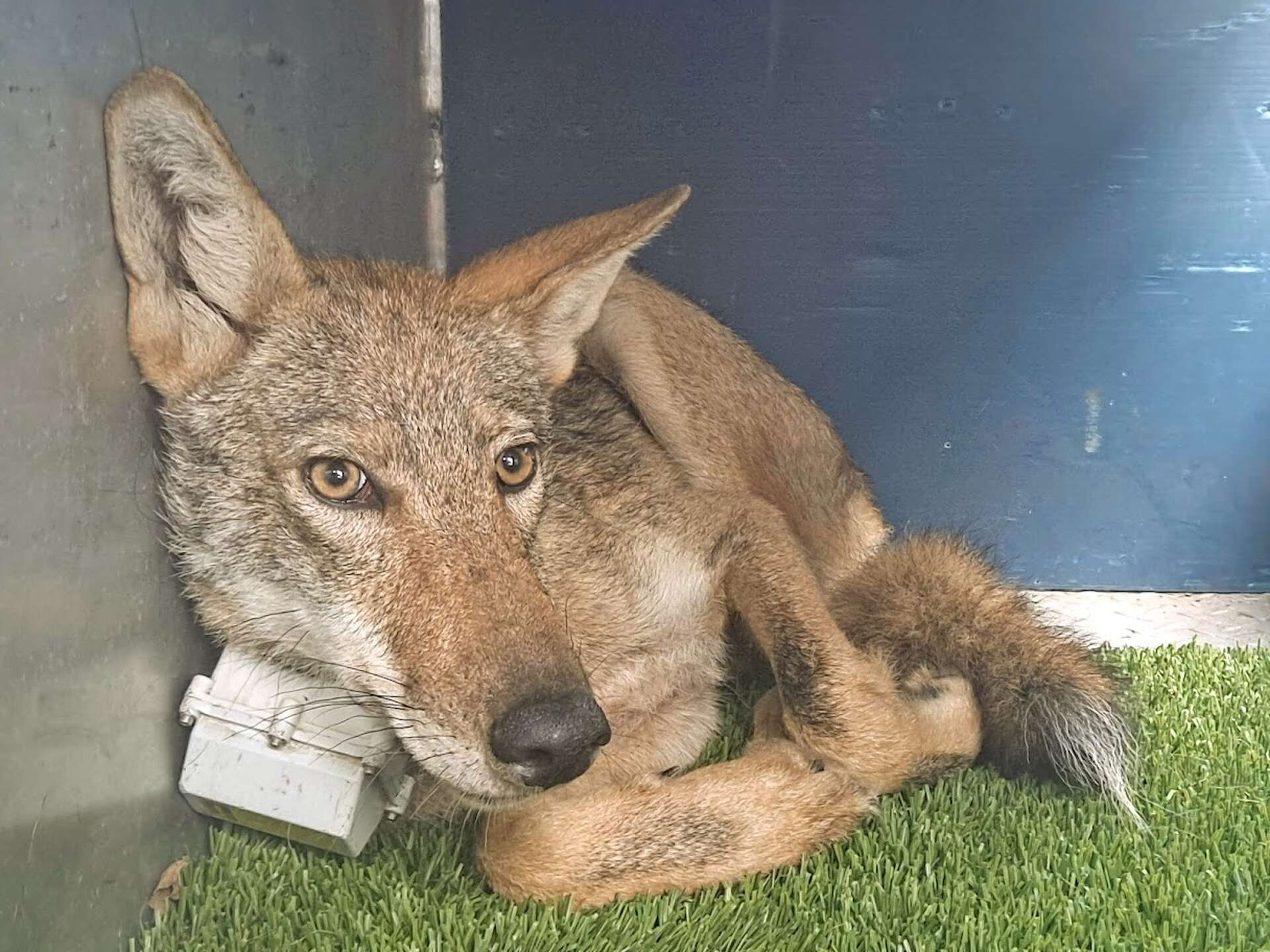 What to know about Galveston 'ghost wolves,' as sightings increase