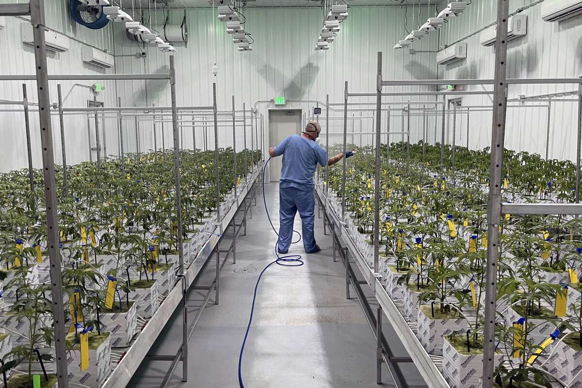 This Manistee County marijuana facility makes products for 40 others in ...