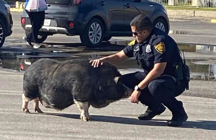 Illegal pig problem continues to in San Antonio, ACS says