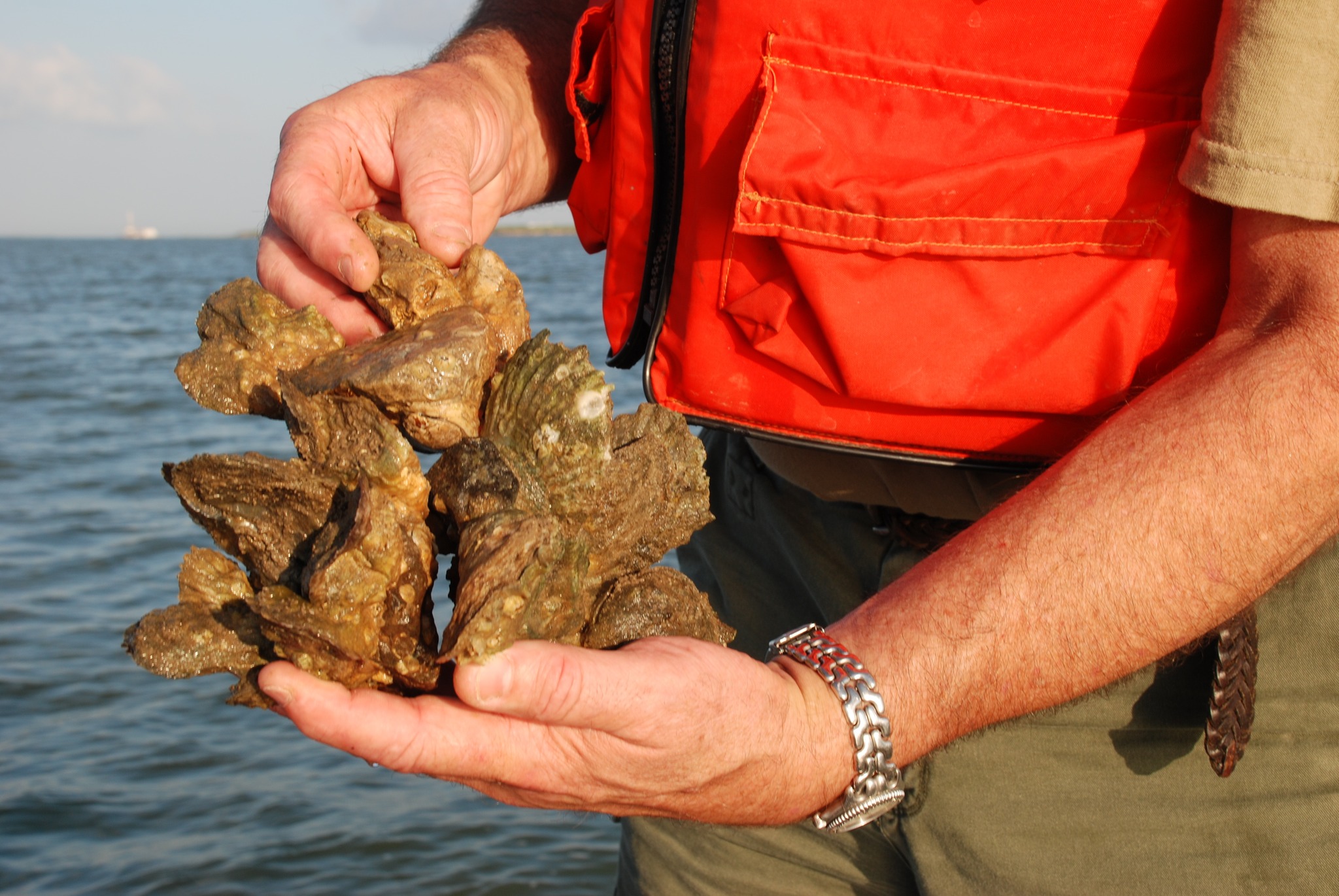 Oyster Harvesting