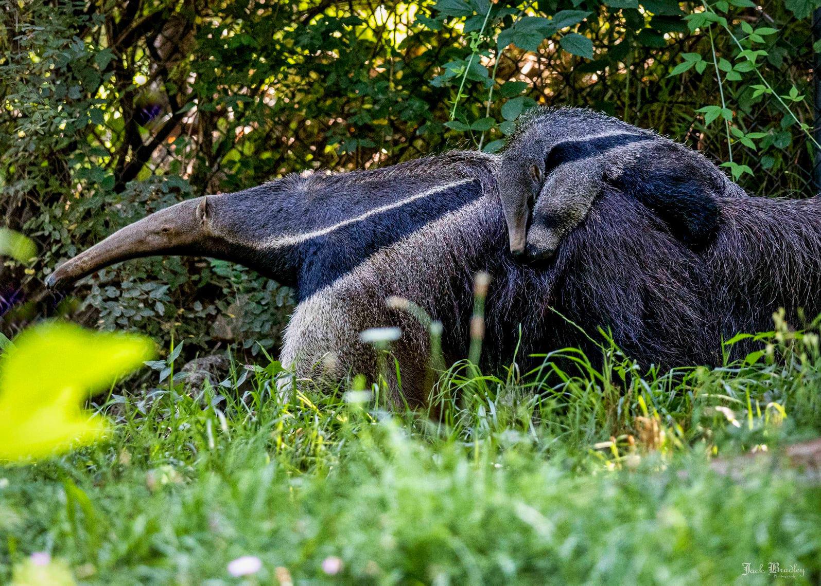 What to name the baby anteater? Beardsley Zoo is holding a vote