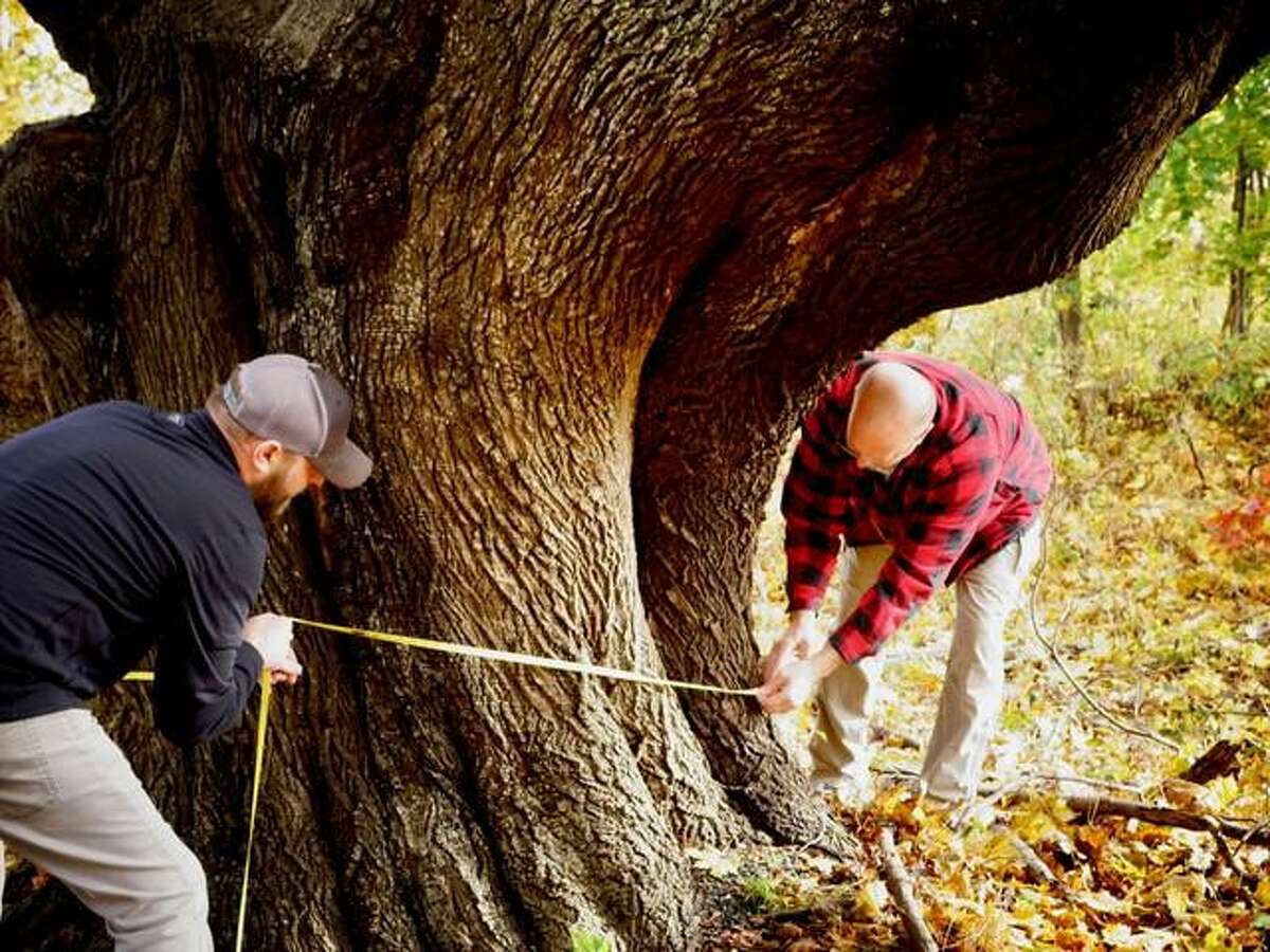 A Norway maple tree in Ridgefield is the largest in CT. It could also ...