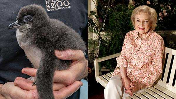 Zoo names new penguin chick 'Rose' in honor of Betty White's 'Golden ...