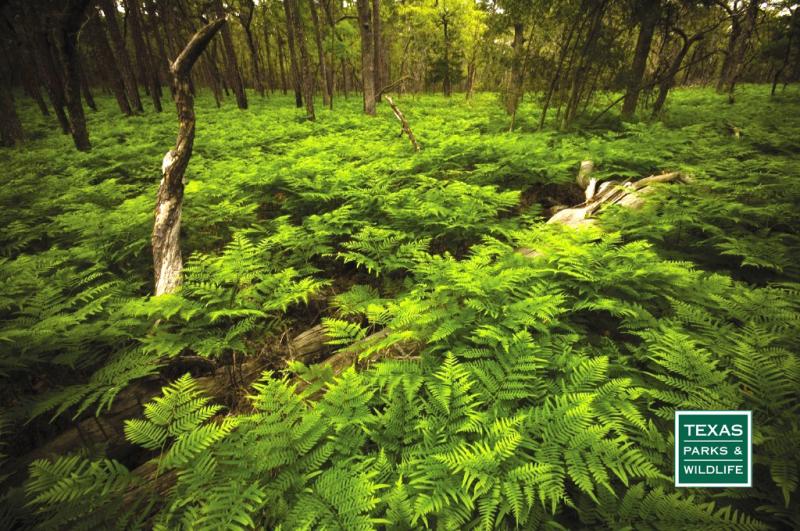 Texas Zoom backgrounds: Canyons, mountains, rivers and more