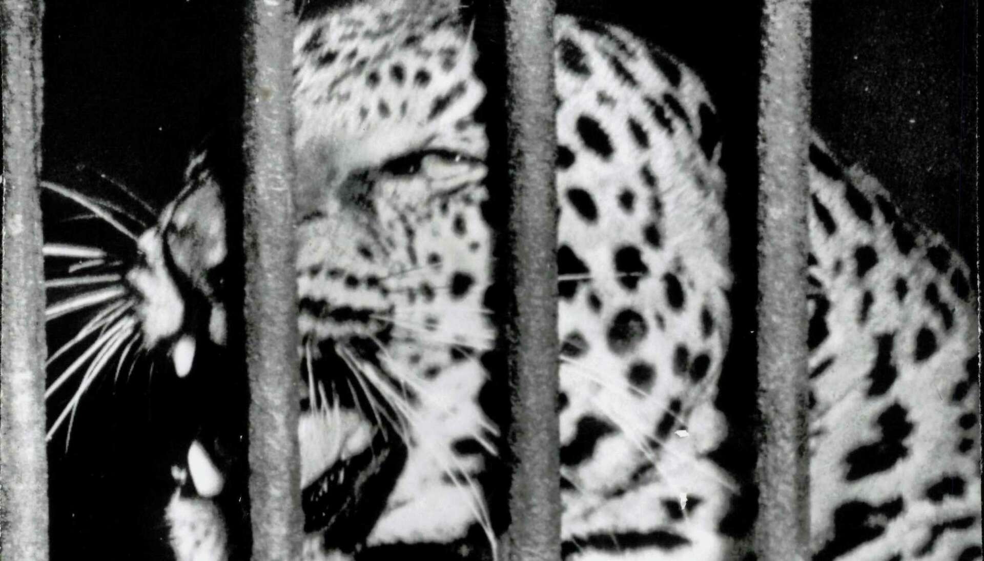 Texas writer Stephen Harrigan recalls real-life zoo escape in new novel ...