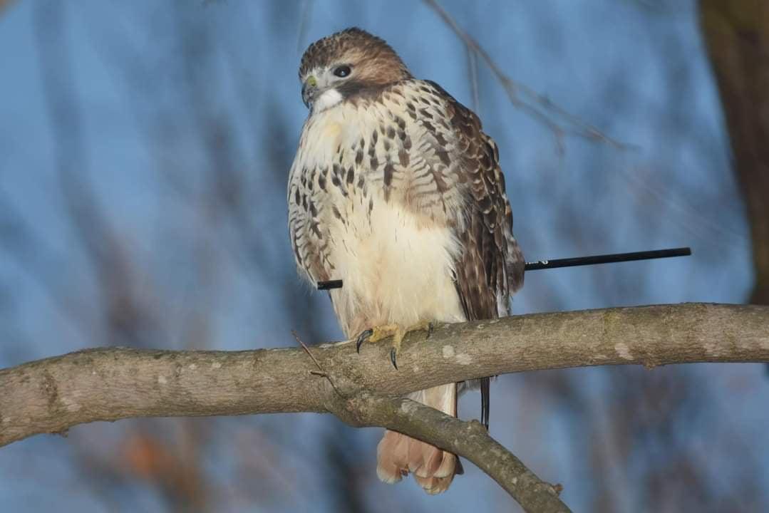 DEEP: Red-tailed hawk found impaled with arrow in Oxford