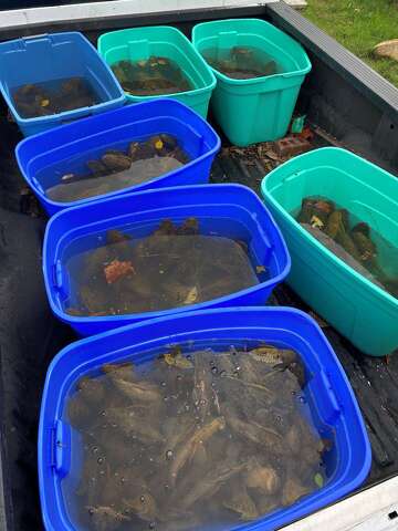 Over 400 invasive fish extracted from San Marcos River