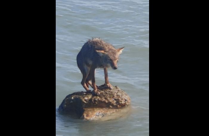 Officials helped scared coyote off rock in Port Aransas