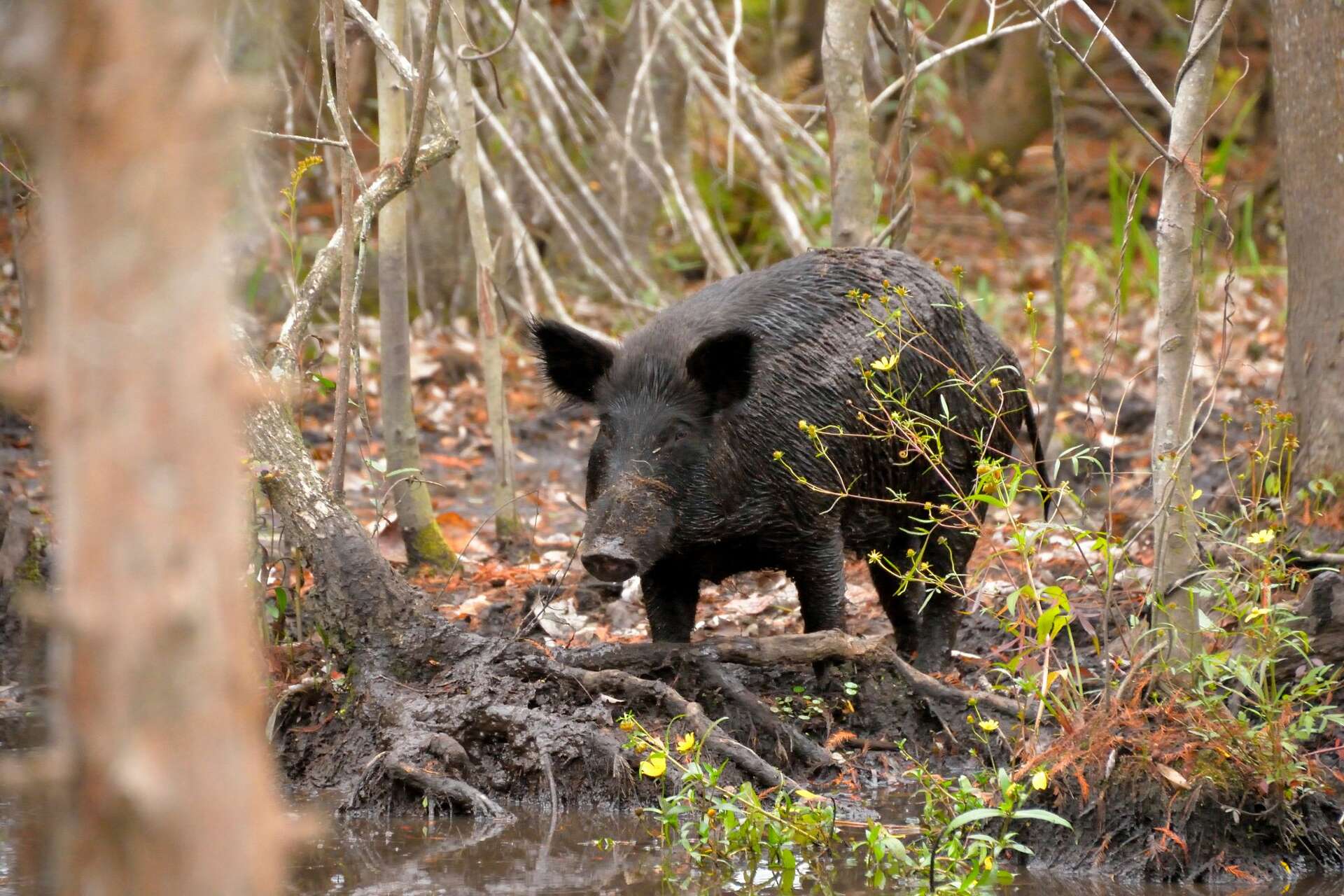 'Ticking swine-bomb': The population of feral pigs has exploded in ...