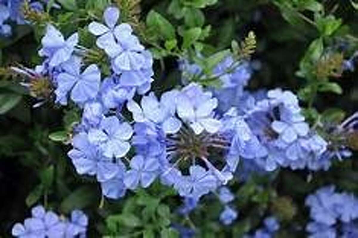 Plumbago is drought-tolerant and can sustain colder temperatures