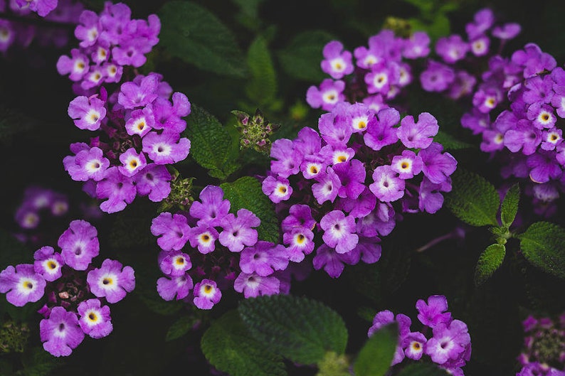 Southeast Texas Plant Selection: Create Stunning Visual Impact