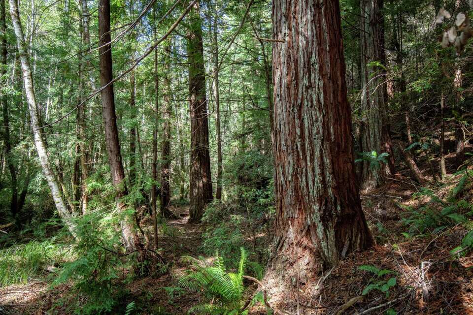 ‘An important victory’: Native American tribes reclaim a redwood forest ...