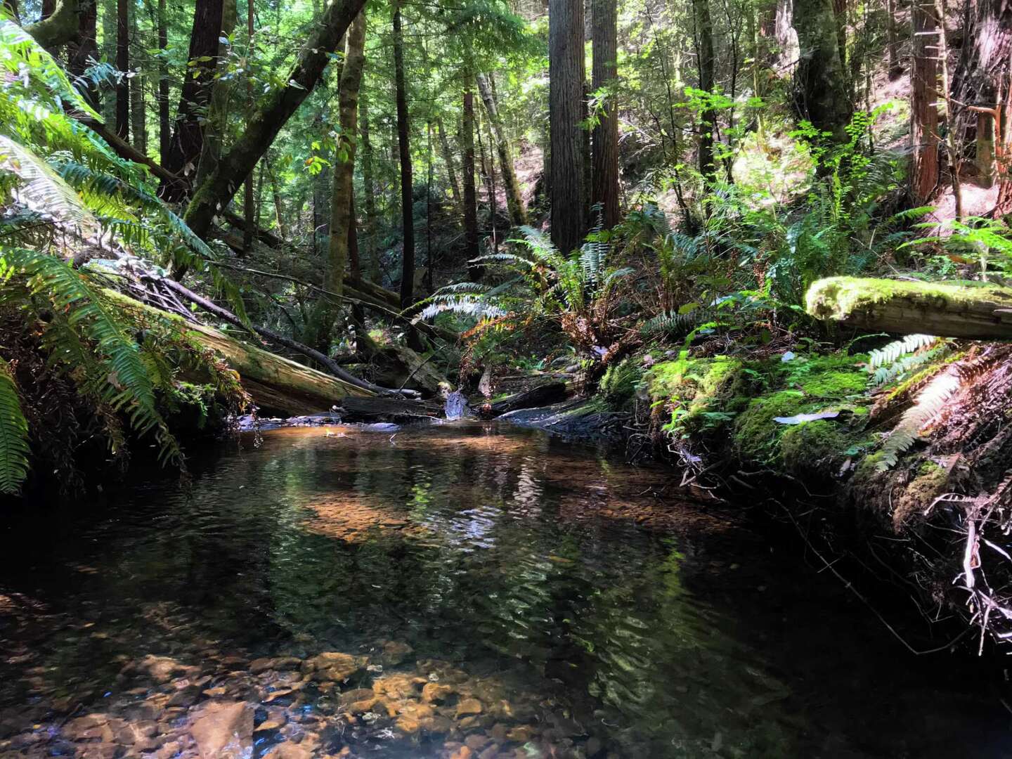 ‘An important victory’: Native American tribes reclaim a redwood forest ...