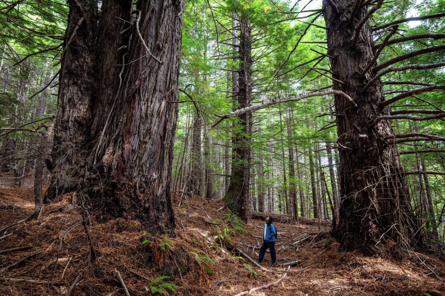 ‘An important victory’: Native American tribes reclaim a redwood forest ...