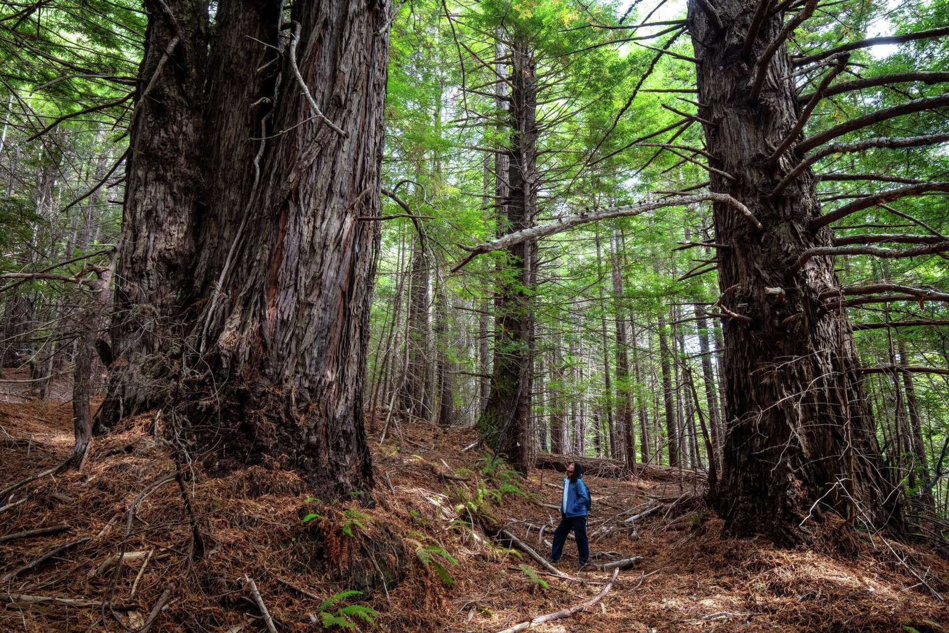 ‘An important victory’: Native American tribes reclaim a redwood forest ...