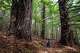‘An important victory’: Native American tribes reclaim a redwood forest ...