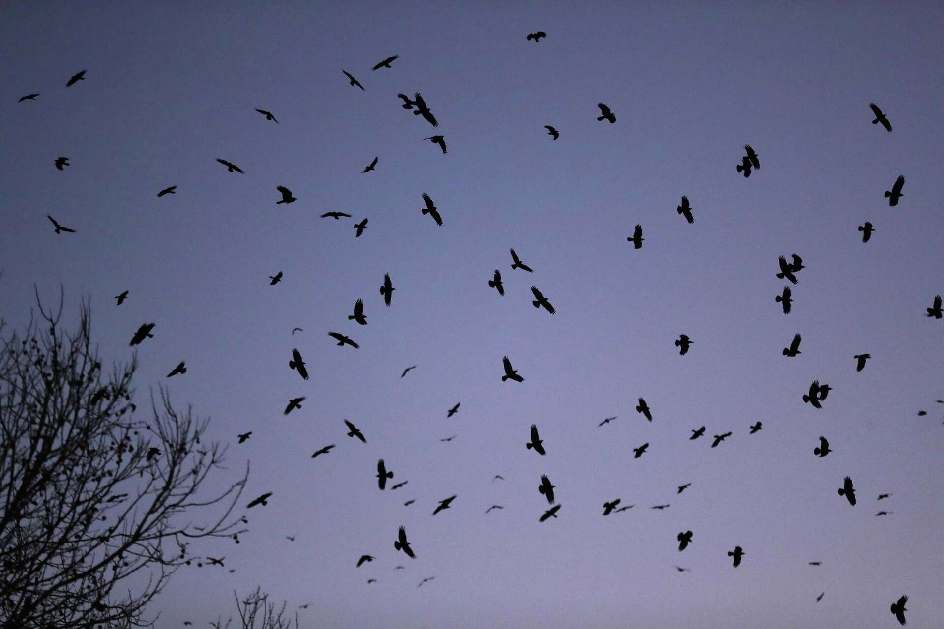 Sunnyvale started spooking hundreds of crows with lasers. Will they ...