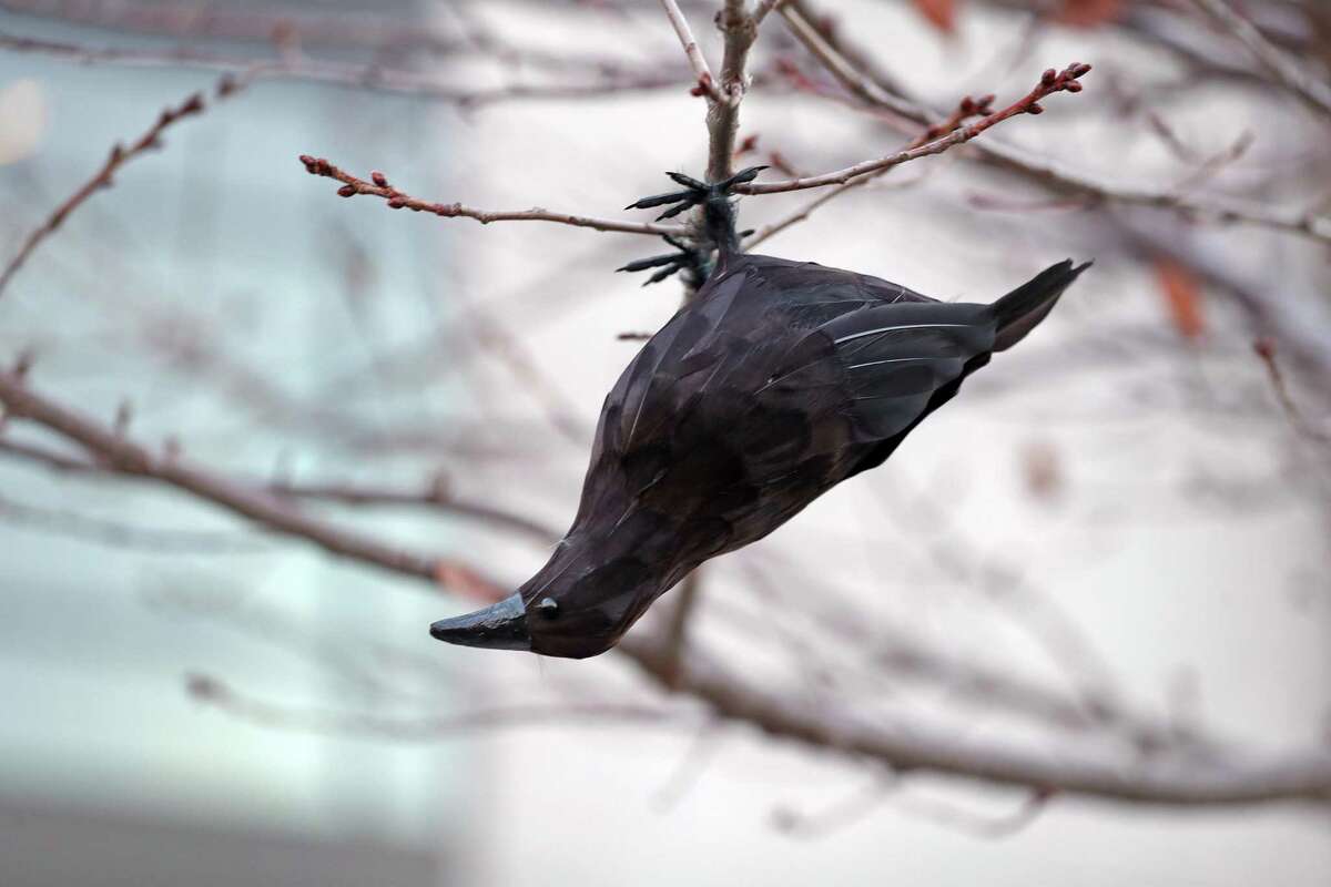 Sunnyvale started spooking hundreds of crows with lasers. Will they ...