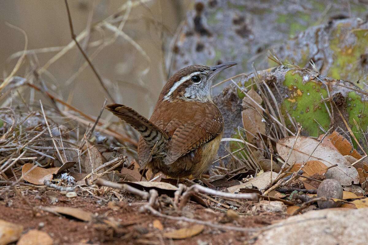 Carolina wrens form lifelong bonds, share parenting duties