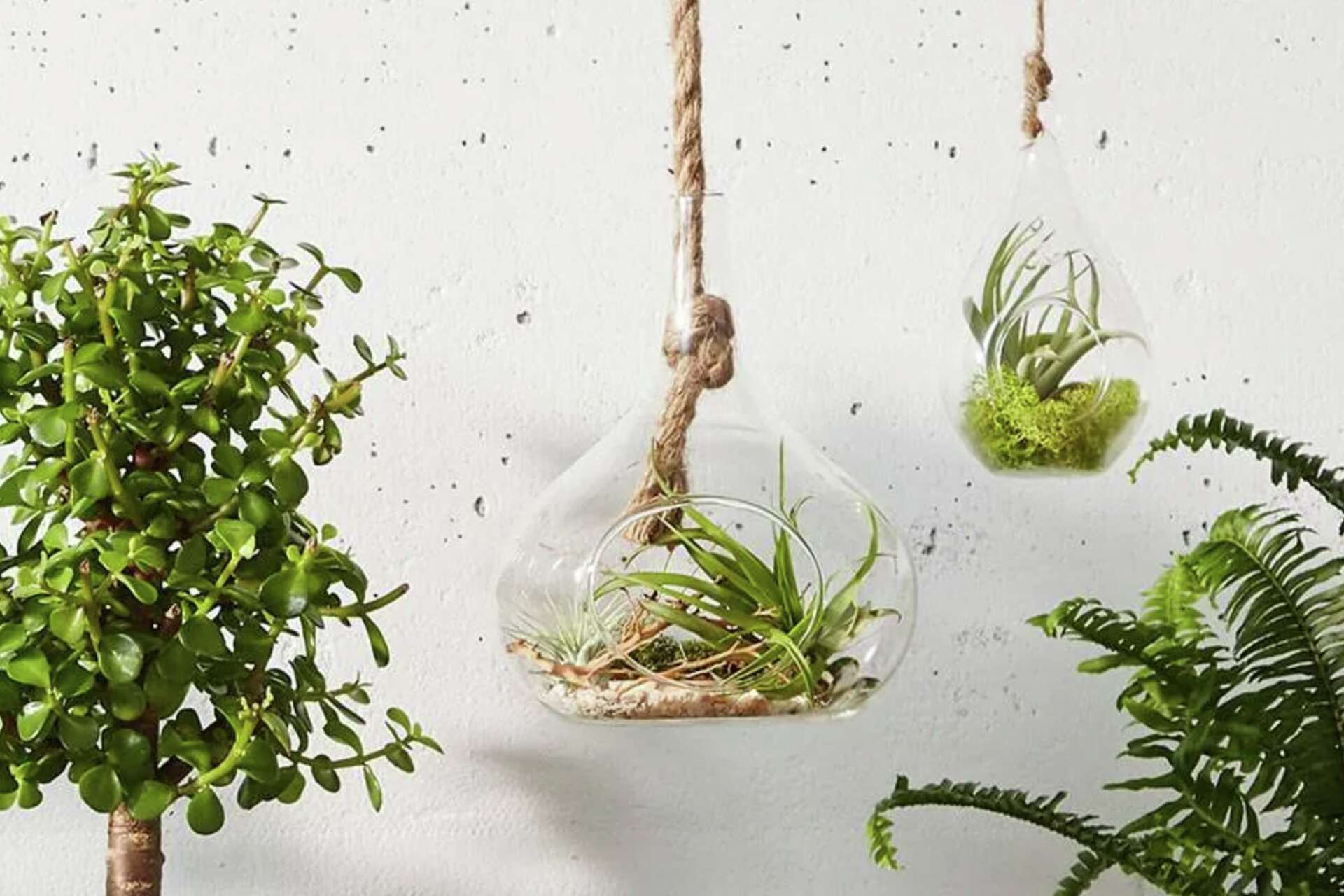 Best hanging plants for your home