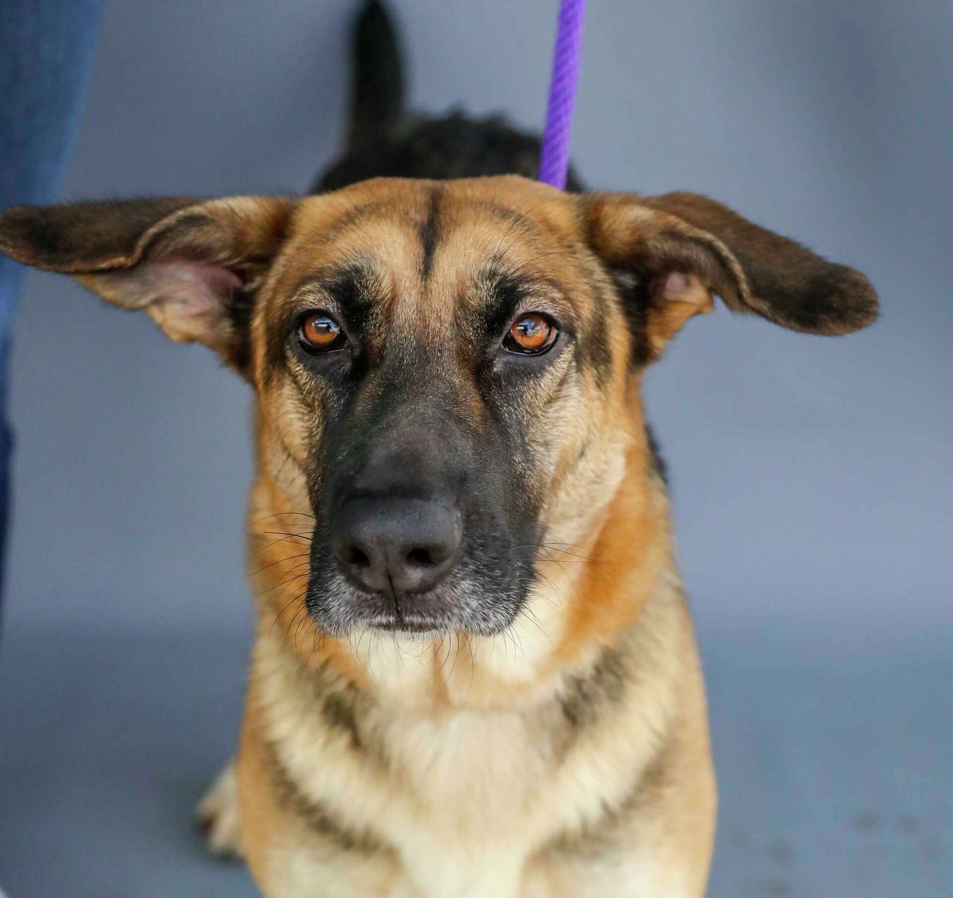 Pets of the Week: These Harris County shelter dogs have been waiting ...