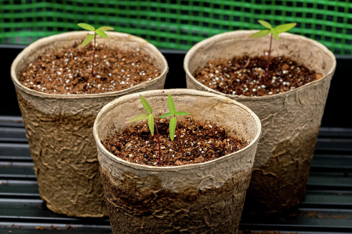 Germinating seeds in Southeast Texas for your spring garden